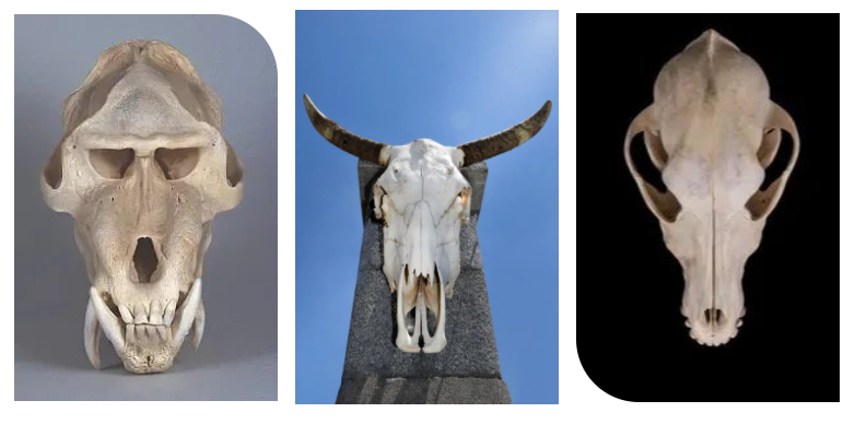 Progress In Material Selection For Cranioplasty - Junsun Peek